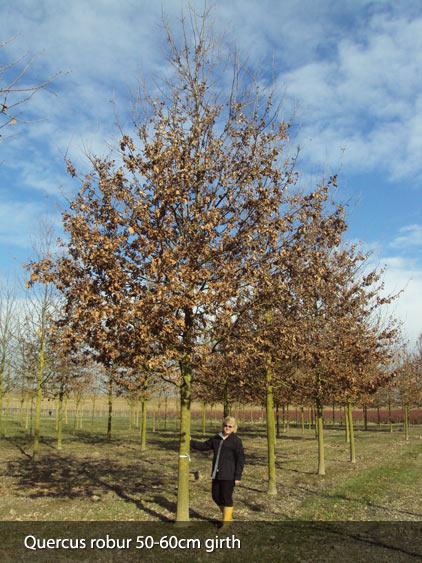 Deepdale Trees - Current Tree Stock List - Container and Field Grown
