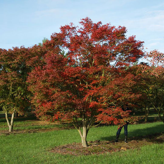 Discover our range of the UK's finest semi-mature trees