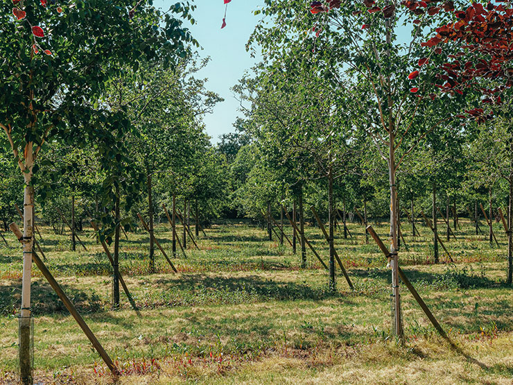 Comprehensive Technical & Measurement Information for Tree Types