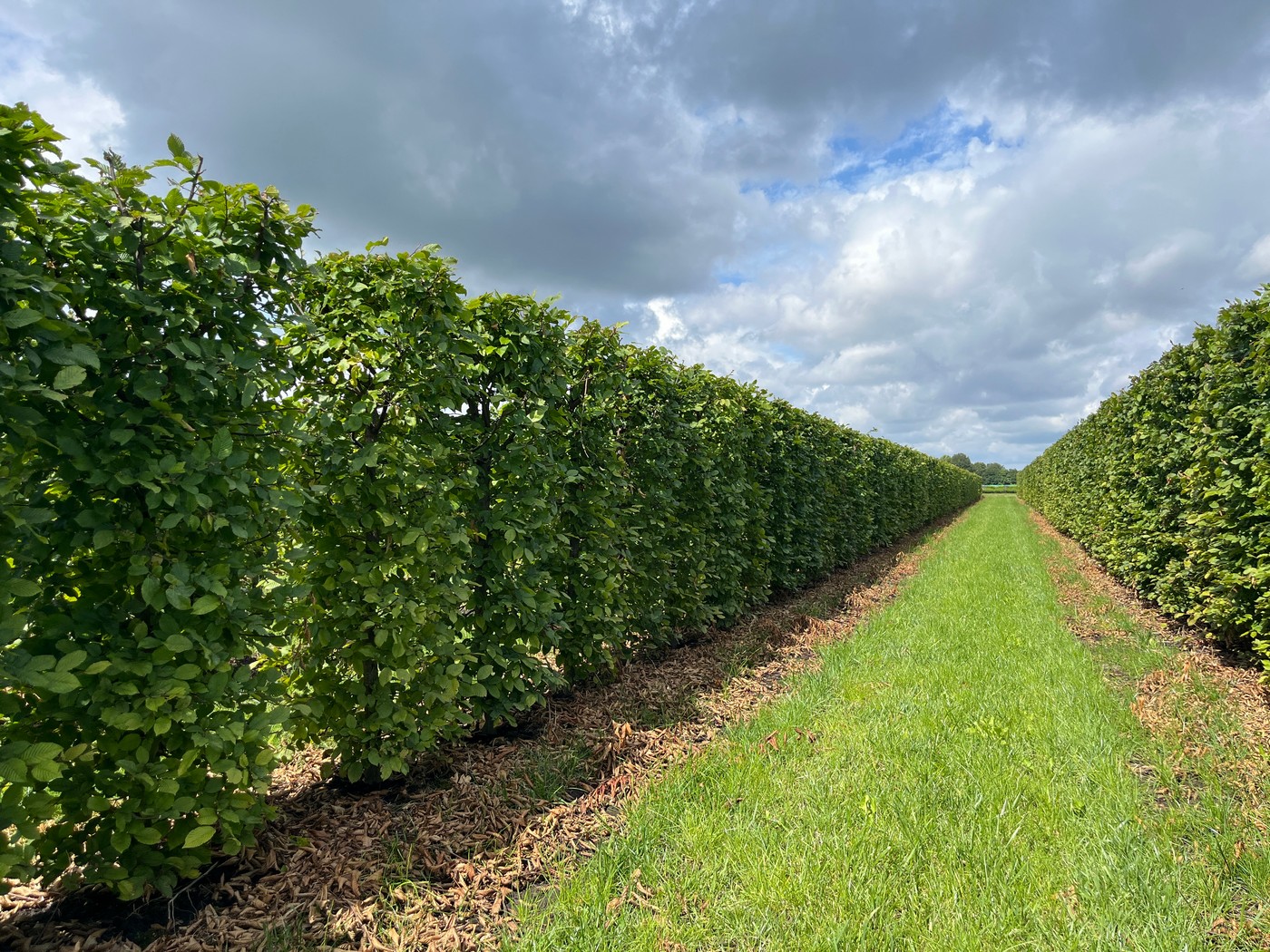 Instant Hedging for Privacy, Noise Reduction, and Wildlife