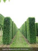 Hedging - Deepdale Trees