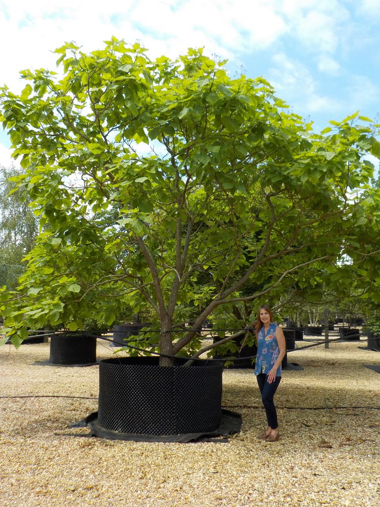 Discover Our Feathered and Multistem Trees for Natural Landscapes