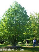 Feathered / Multistem Trees - Deepdale Trees