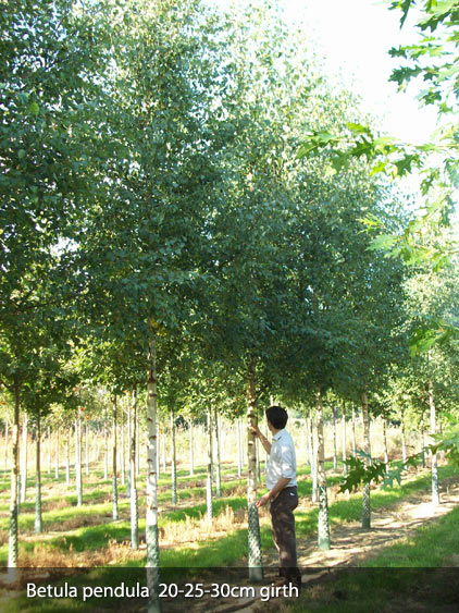 Standard - Deepdale Trees