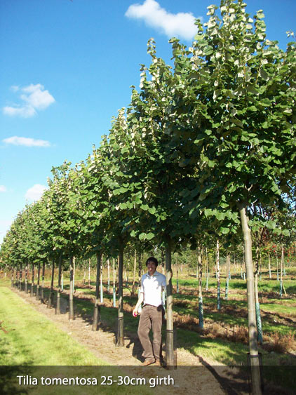 Standard - Deepdale Trees