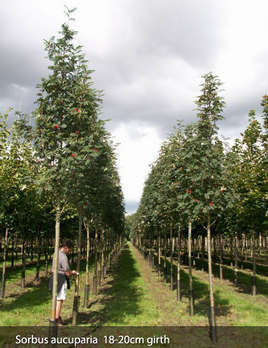 Standard - Deepdale Trees