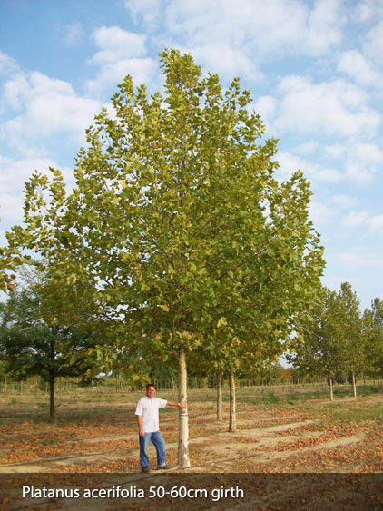 Standard - Deepdale Trees