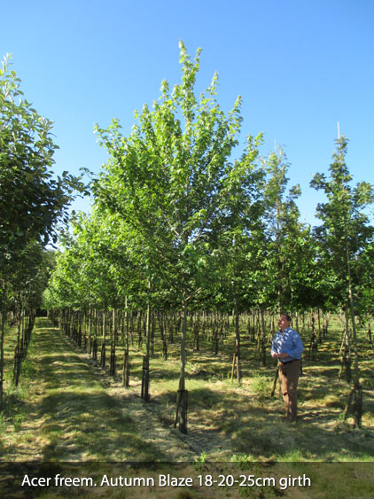 Standard - Deepdale Trees