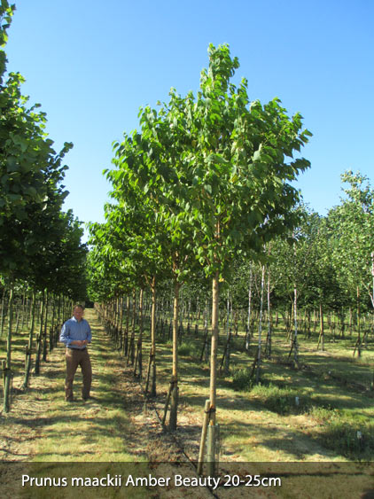 Standard - Deepdale Trees