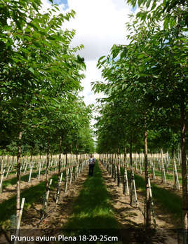 Standard - Deepdale Trees