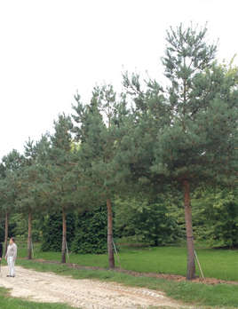 Standard - Deepdale Trees