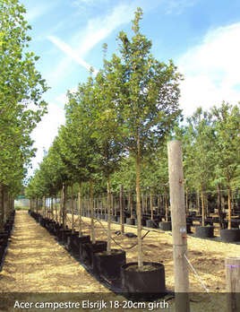 Standard - Deepdale Trees