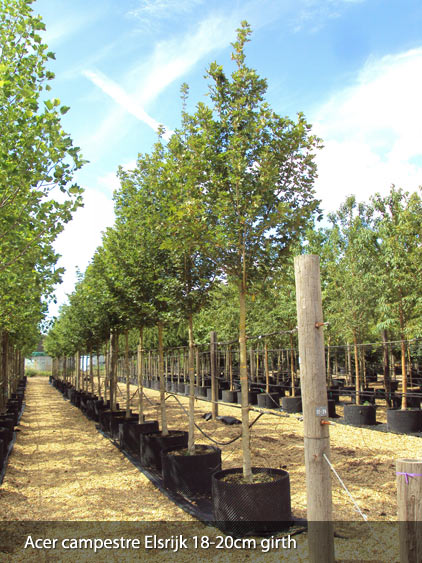 Standard - Deepdale Trees