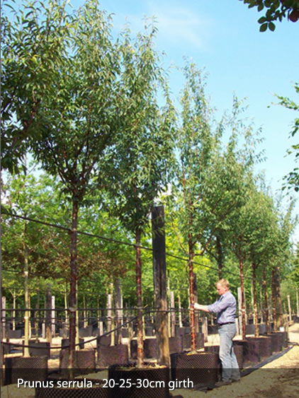 Standard - Deepdale Trees