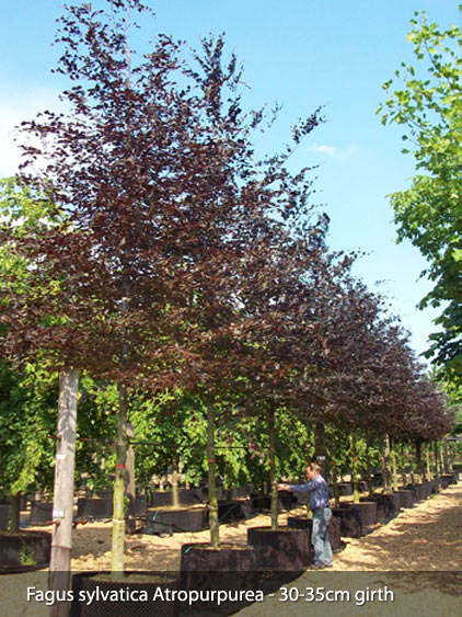 Standard - Deepdale Trees