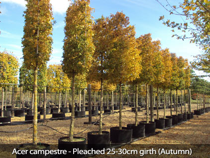 Topiary - Deepdale Trees