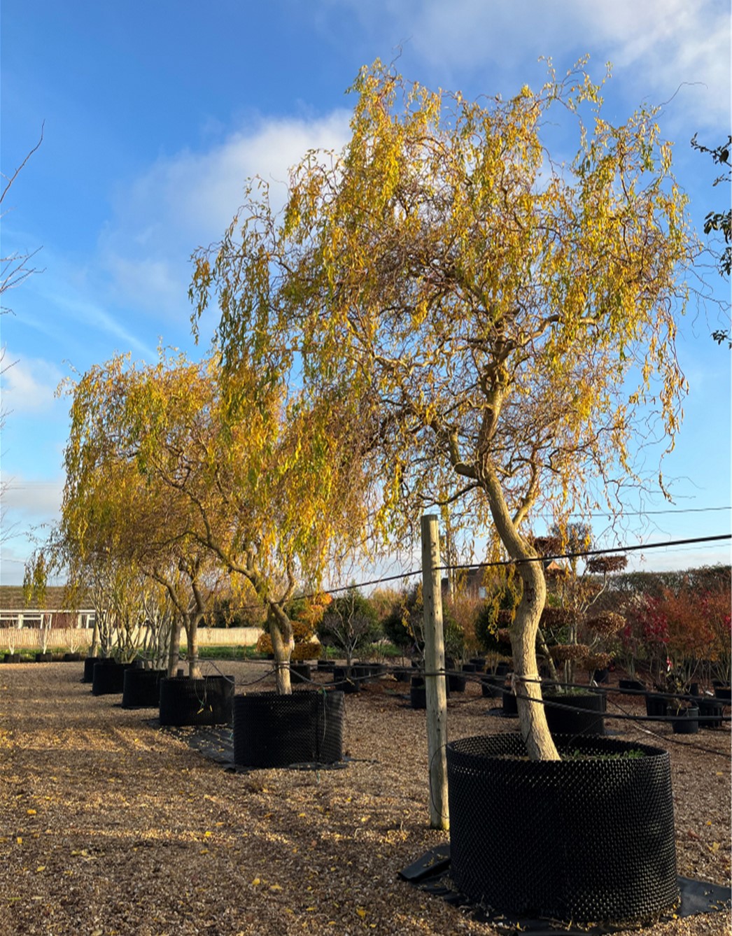 Salix sepulcralis Erythroflexuosa - Erythroflexuosa willow