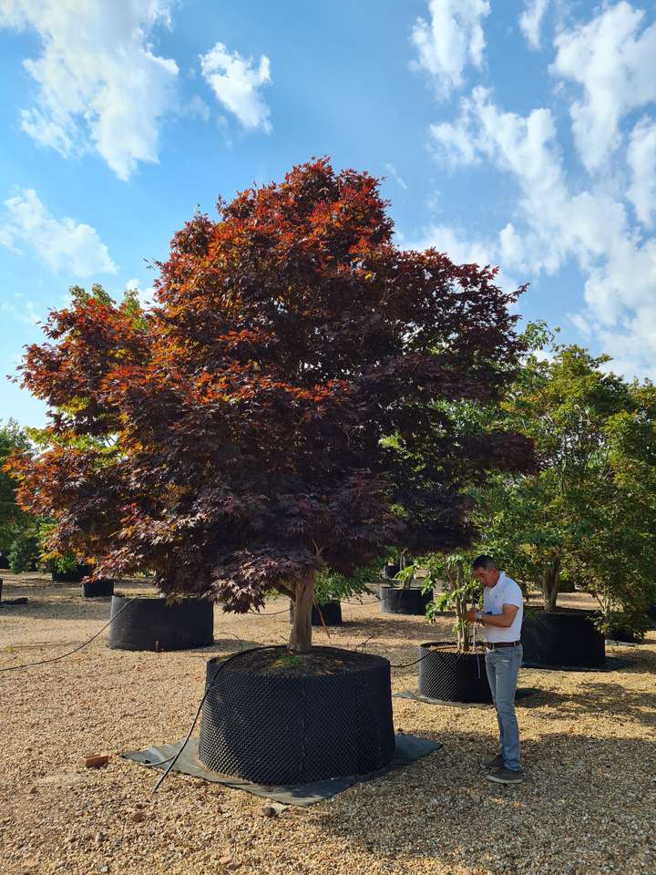 Acer palmatum Fireglow - Fireglow Japanese Maple