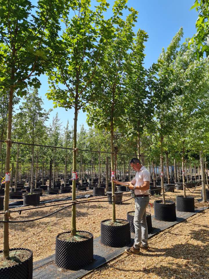 Acer platanoides Columnare - Norway Maple Columnare