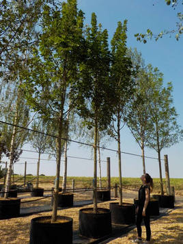 Acer platanoides Columnare - Norway Maple Columnare