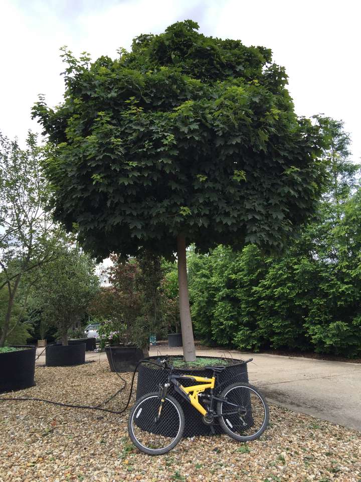 Acer platanoides Globosum - Globe Norway Maple