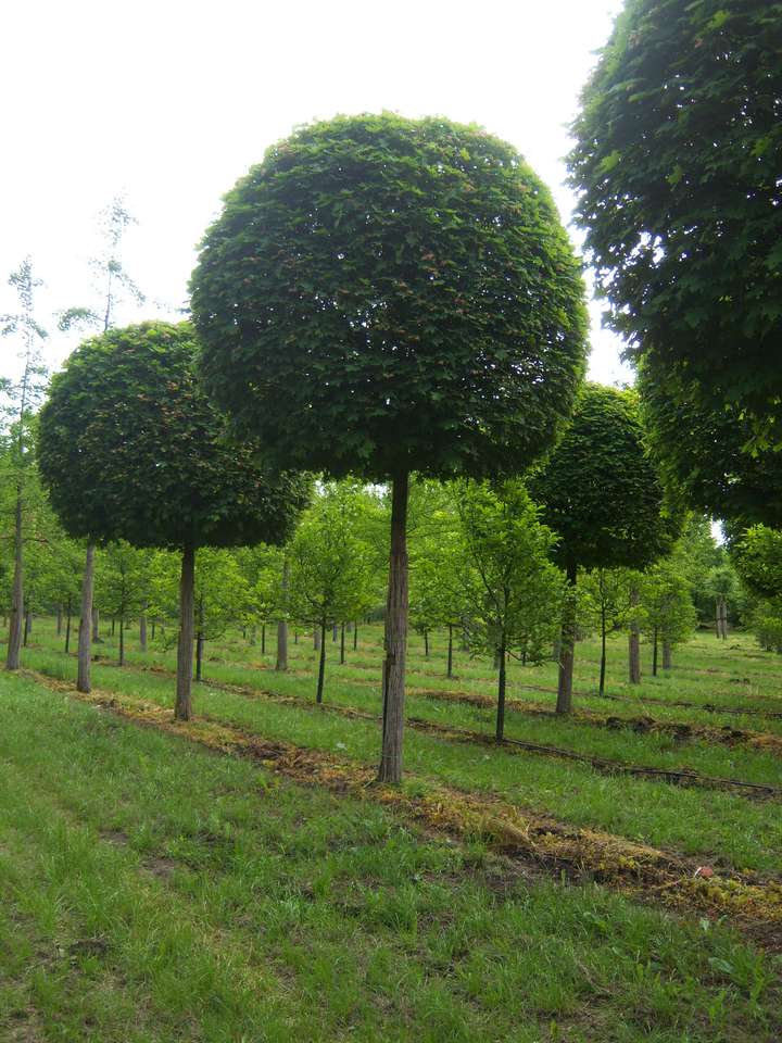 Acer platanoides Globosum - Globe Norway Maple