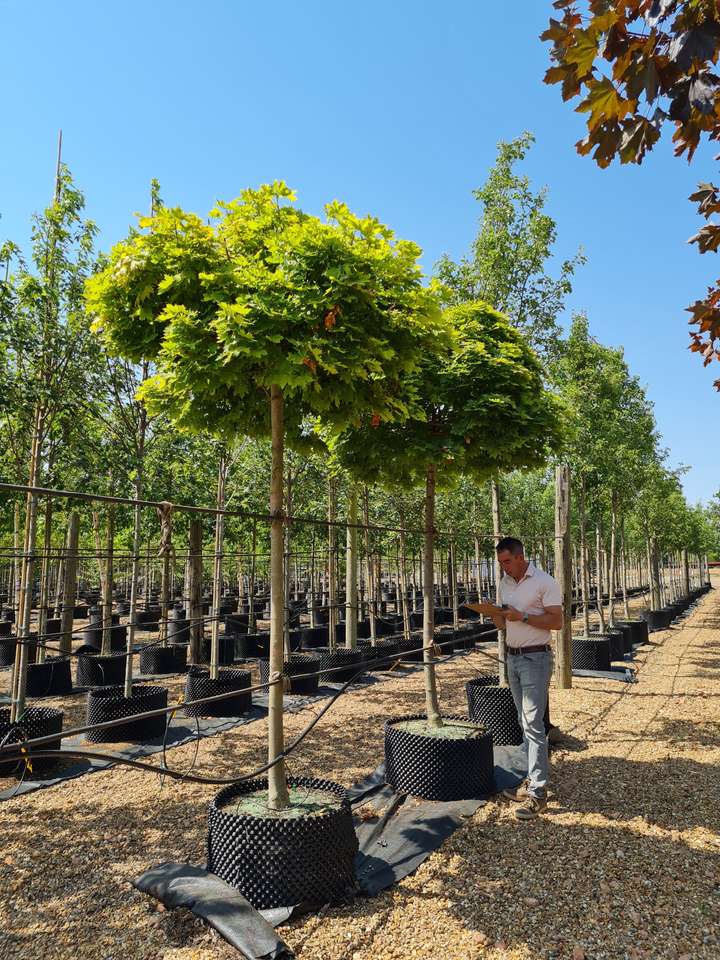 Acer platanoides Globosum - Globe Norway Maple
