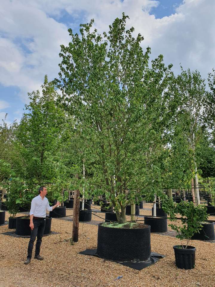Red Sunset Road Trees Acer Rubrum RED SUNSET ('Franksred') | Acer