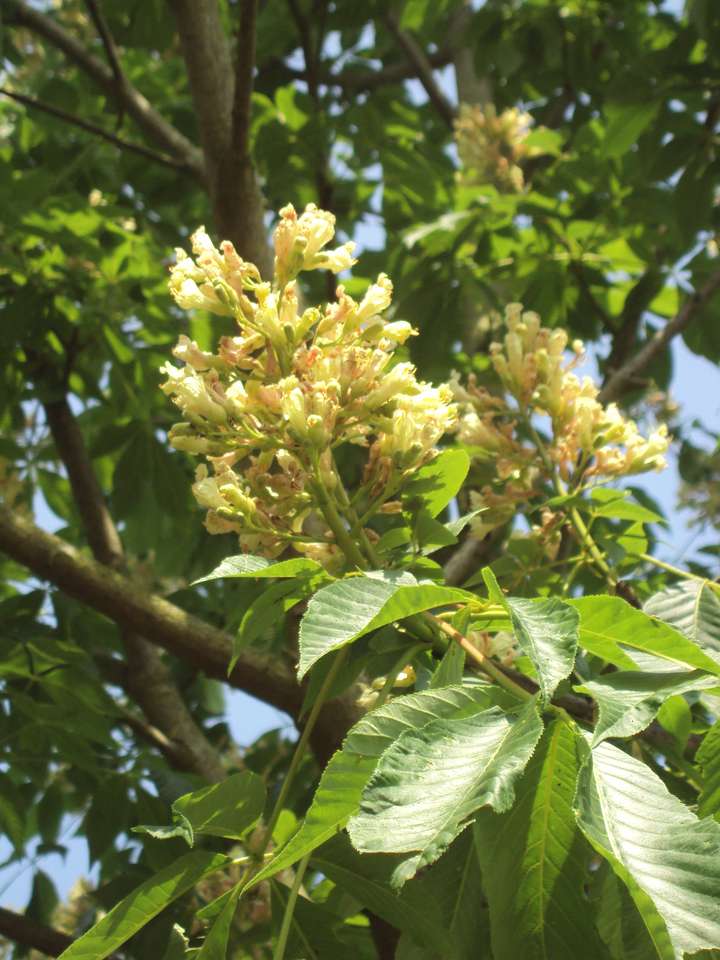 Aesculus flava - Yellow Buckeye