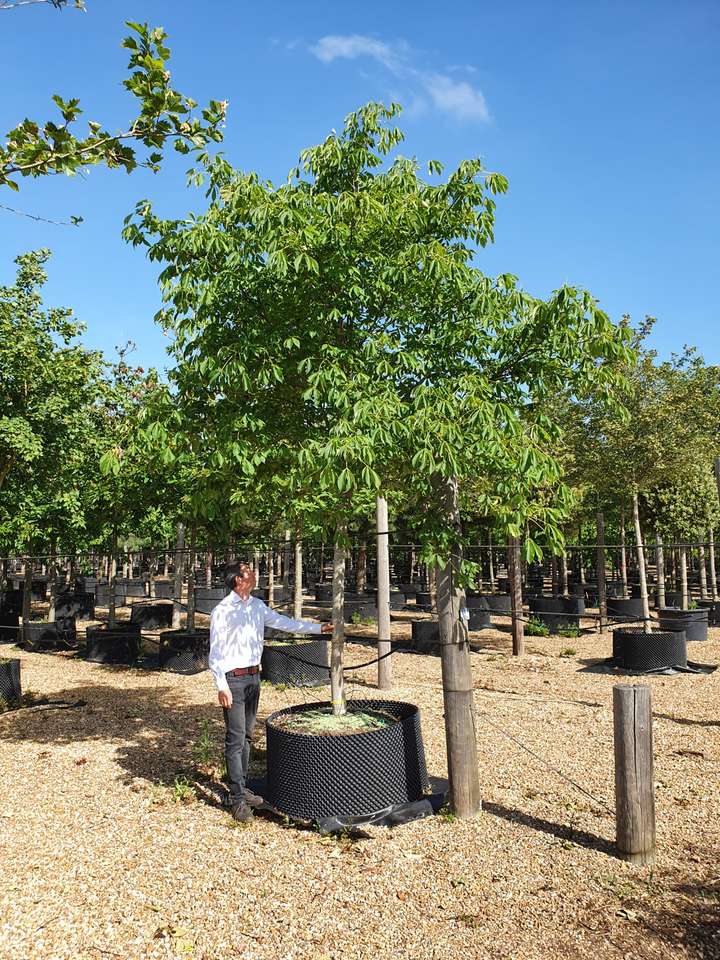 Aesculus Flava Yellow Buckeye
