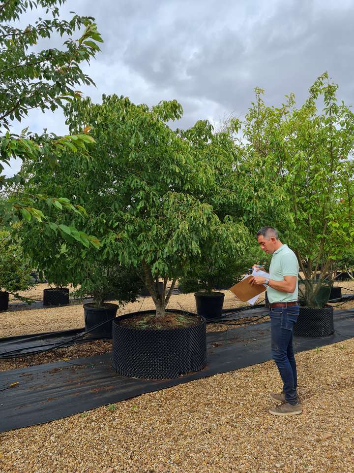 Aesculus pavia Koehnei - Dwarf Buckeye