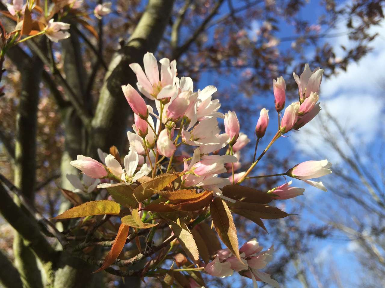 Amelanchier grandiflora Robin Hill - Snowy Mespilus Robin Hill