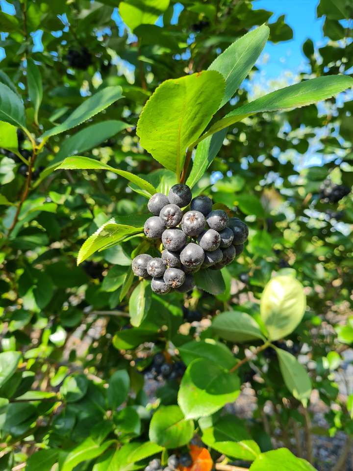 Aronia melanocarpa - Deepdale trees