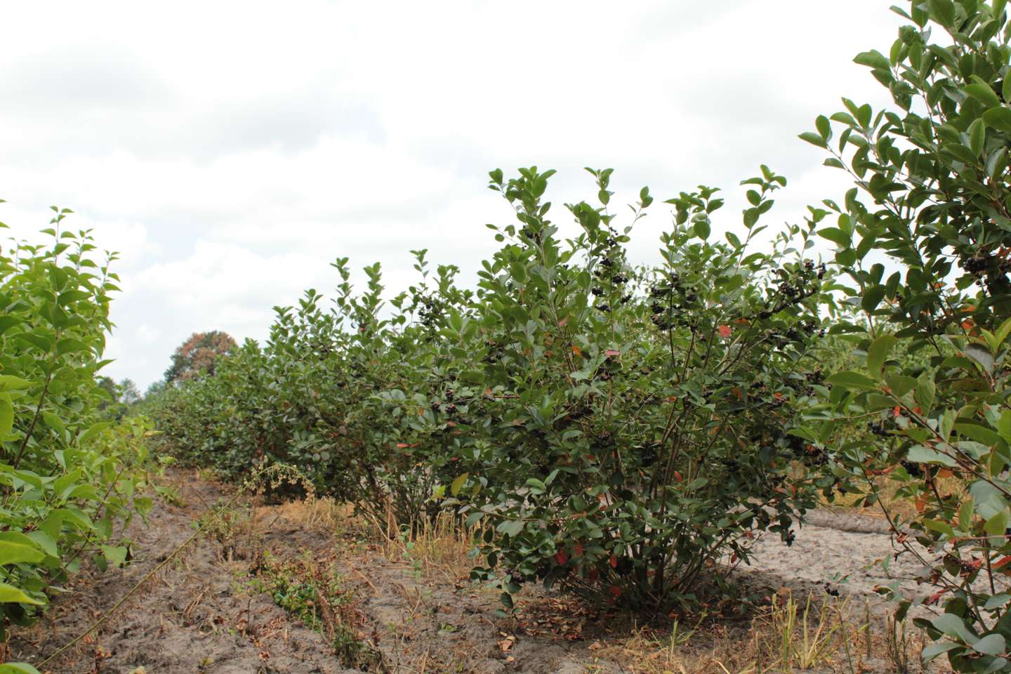 Aronia melanocarpa - Black Chokeberry