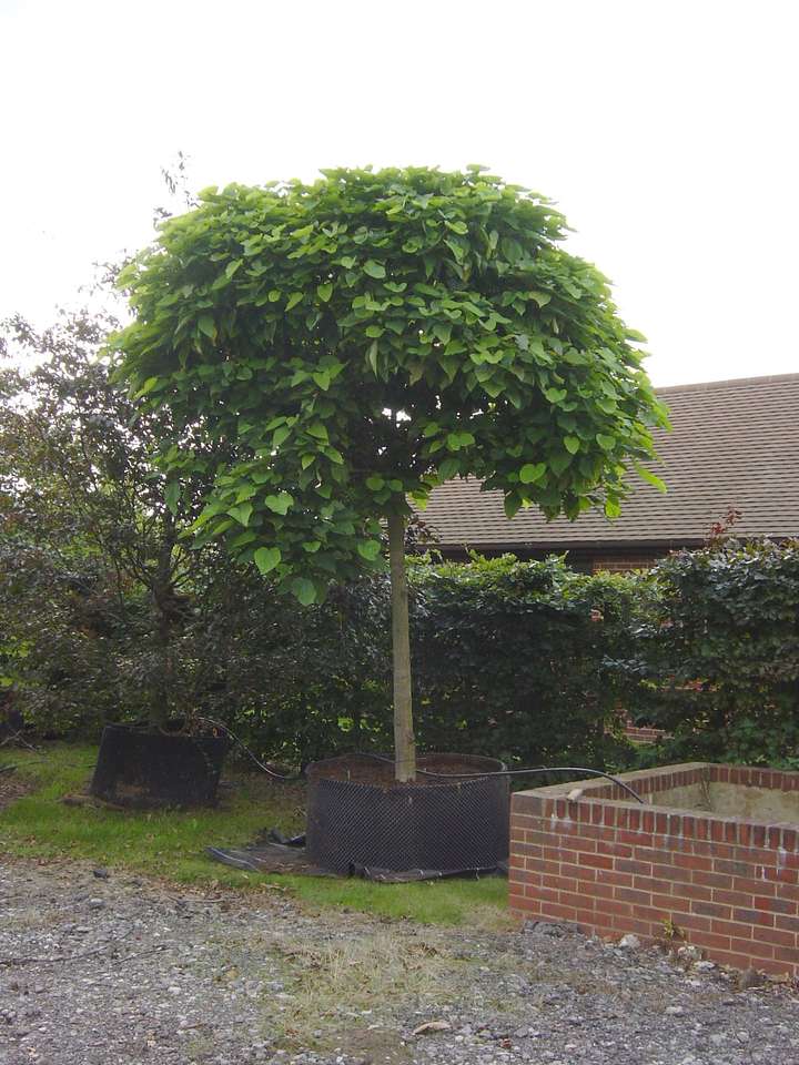 Catalpa bignonioides Nana - Indian Bean Tree