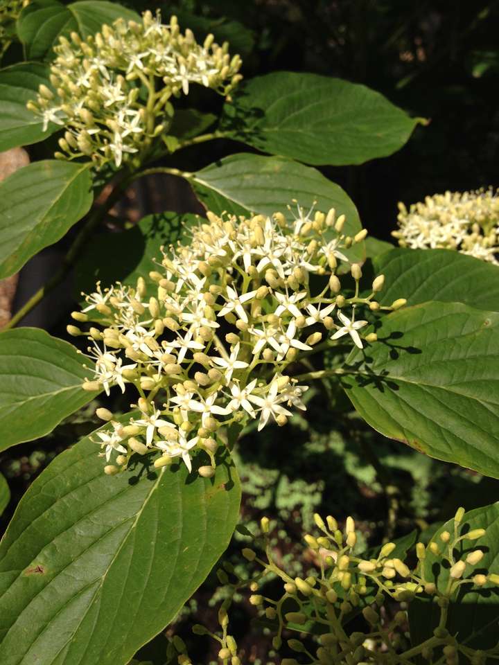 Cornus alternifolia - Pagoda Dogwood
