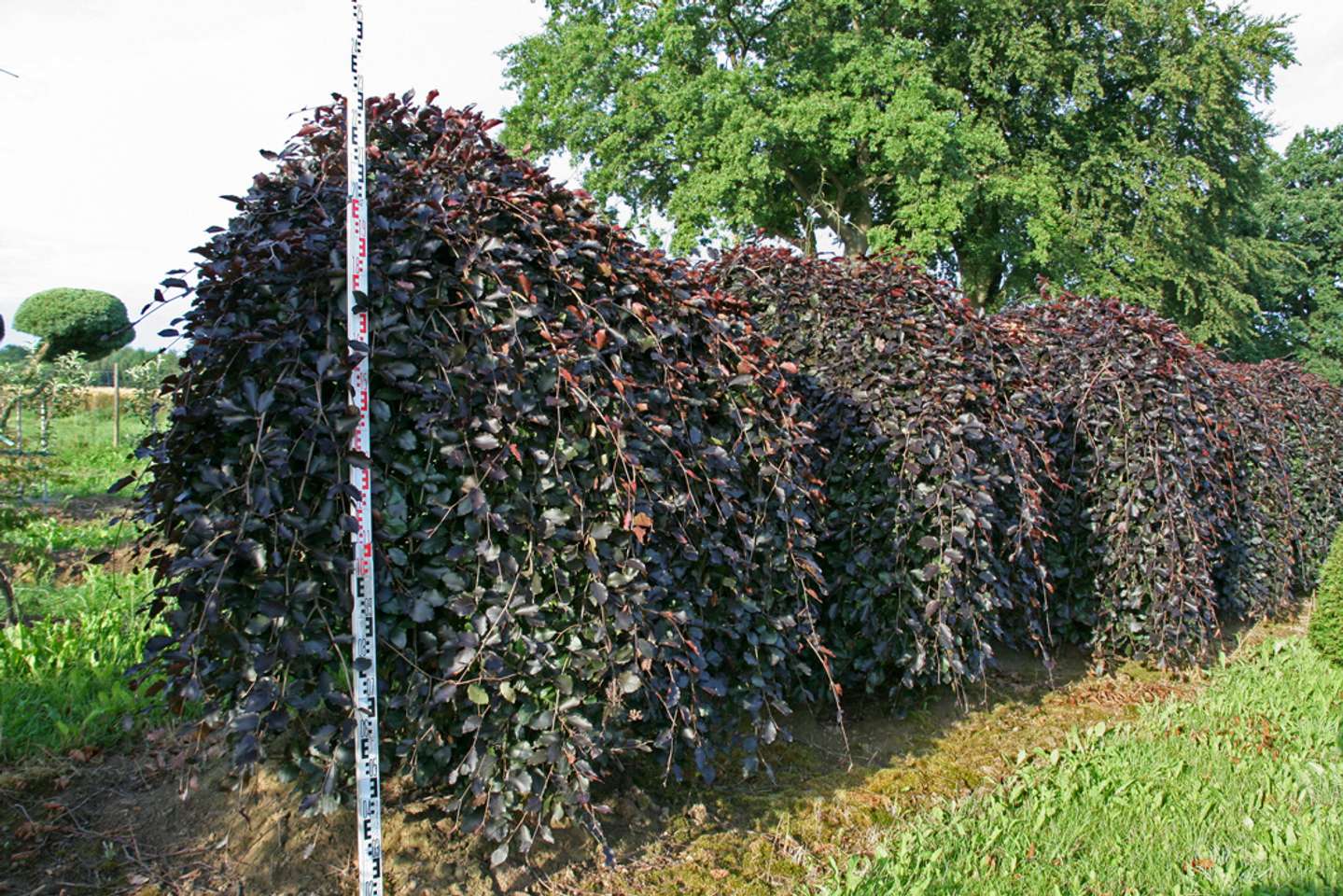 Fagus sylvatica Purpurea Pendula - Weeping Purple Beech