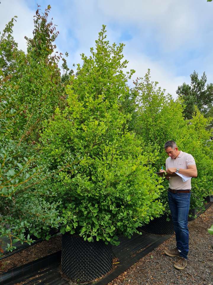 Ginkgo biloba Fastigiata - Maidenhair Tree
