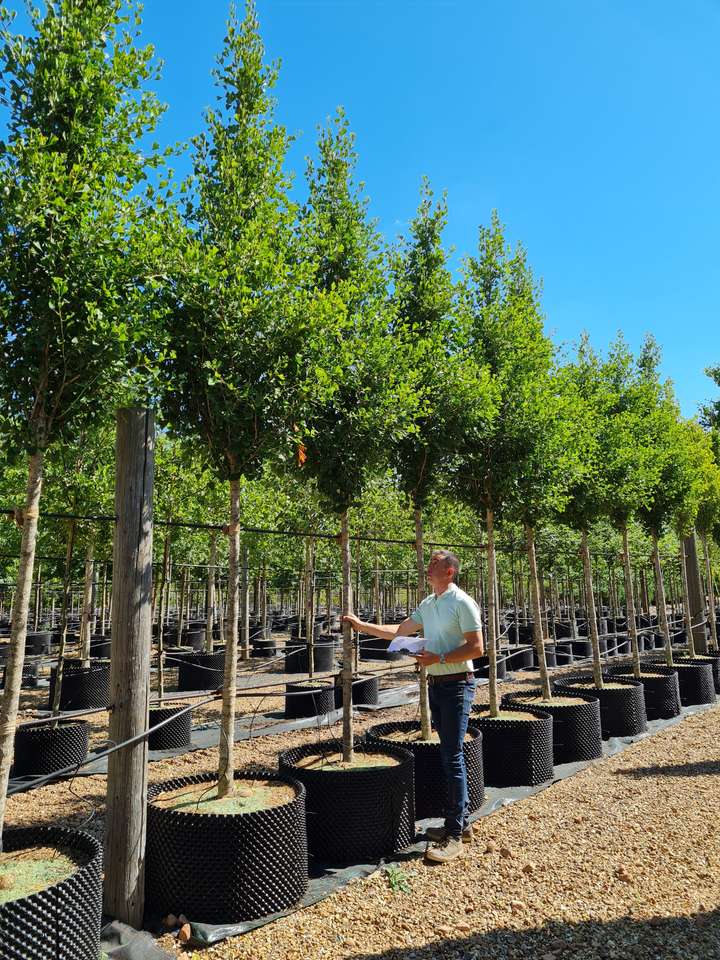 Ginkgo biloba Fastigiata - Maidenhair Tree