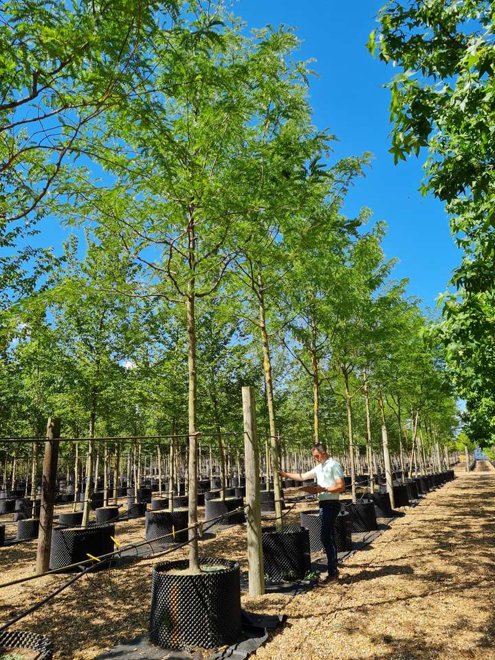 Gleditsia triacanthos Skyline - Honey Locust Skyline