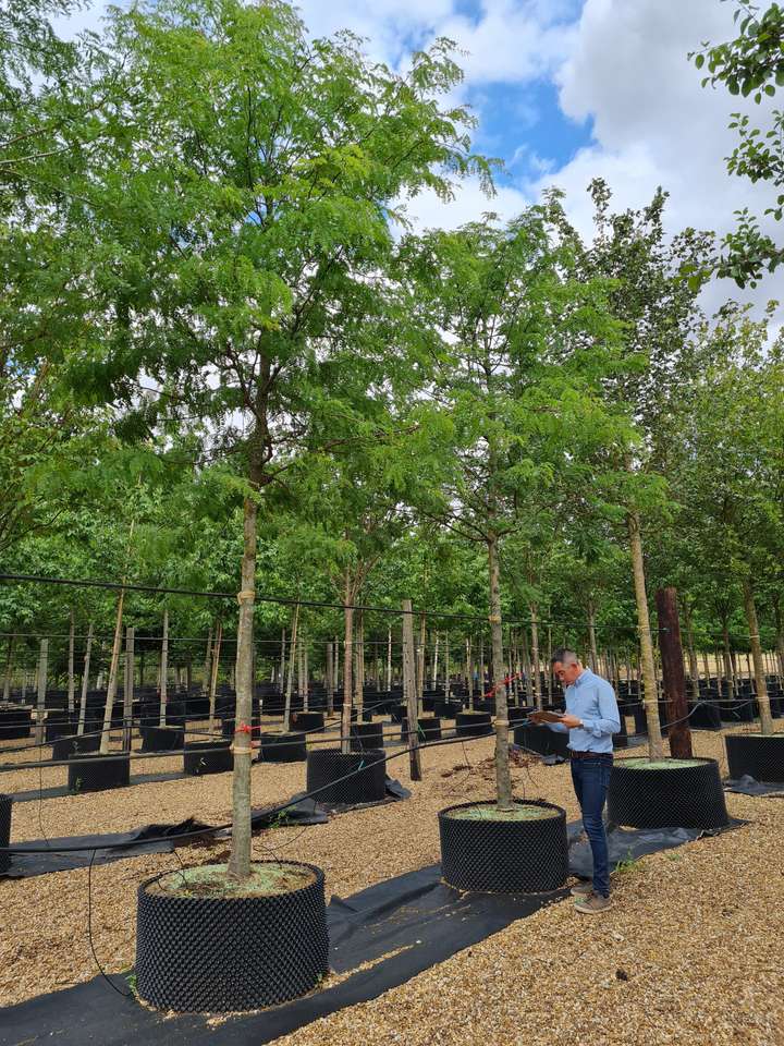 Gleditsia triacanthos Skyline - Honey Locust Skyline