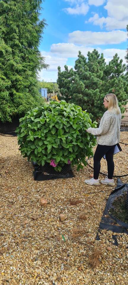 Hydrangea macrophylla - Big leaf Hydrangea