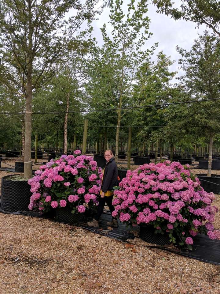 Hydrangea macrophylla - Big leaf Hydrangea