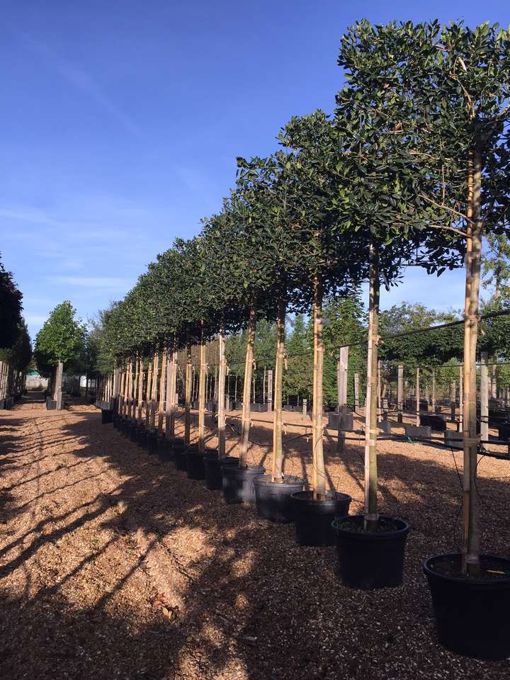 Ilex Nellie Stevens - Holly Nellie Stevens