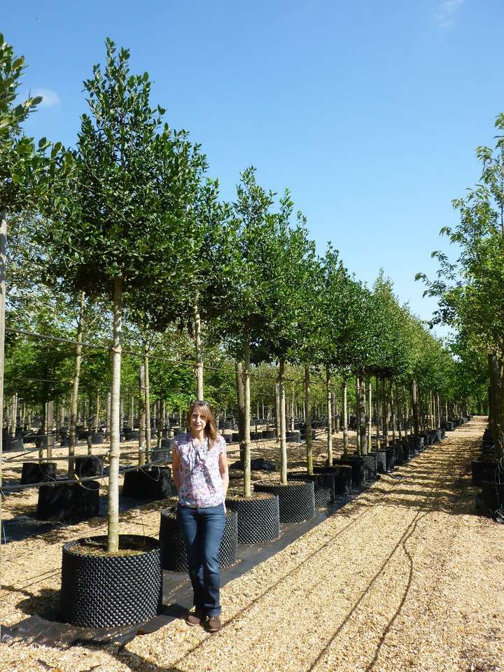 Ilex Nellie Stevens - Holly Nellie Stevens