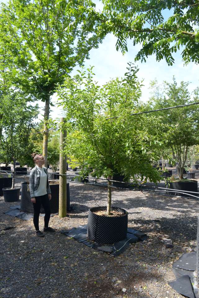 Malus domestica Elstar - Elstar Apple