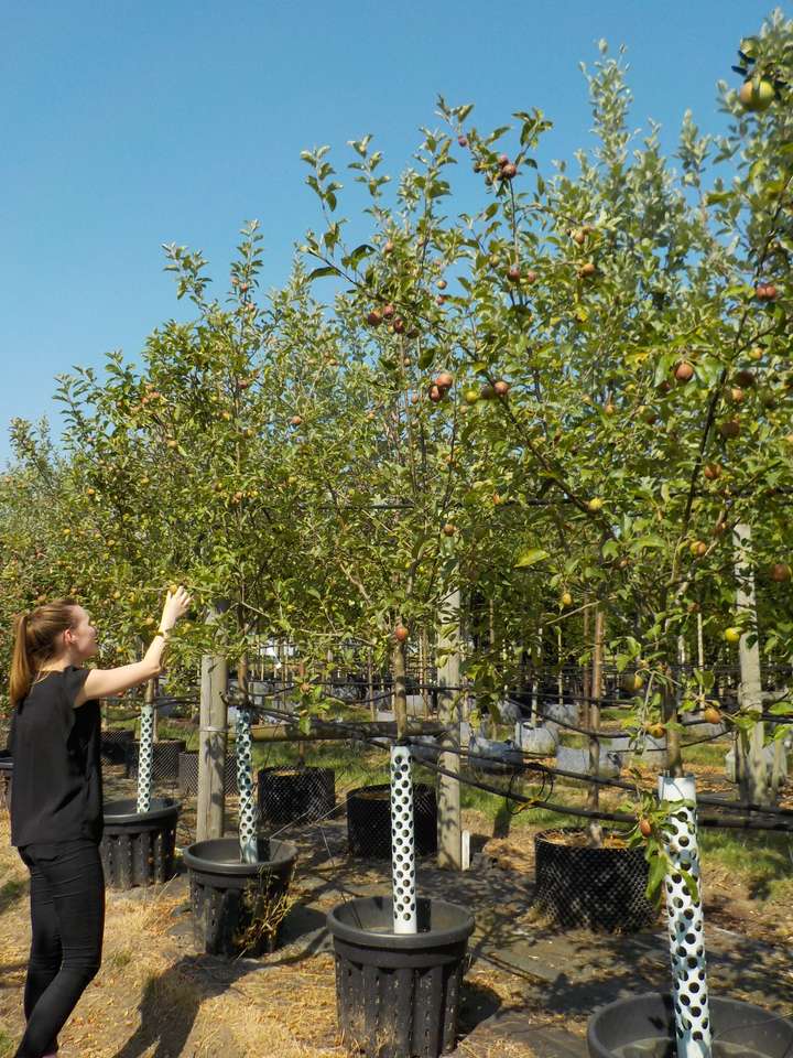 Malus domestica James Grieve - Apple James Grieve