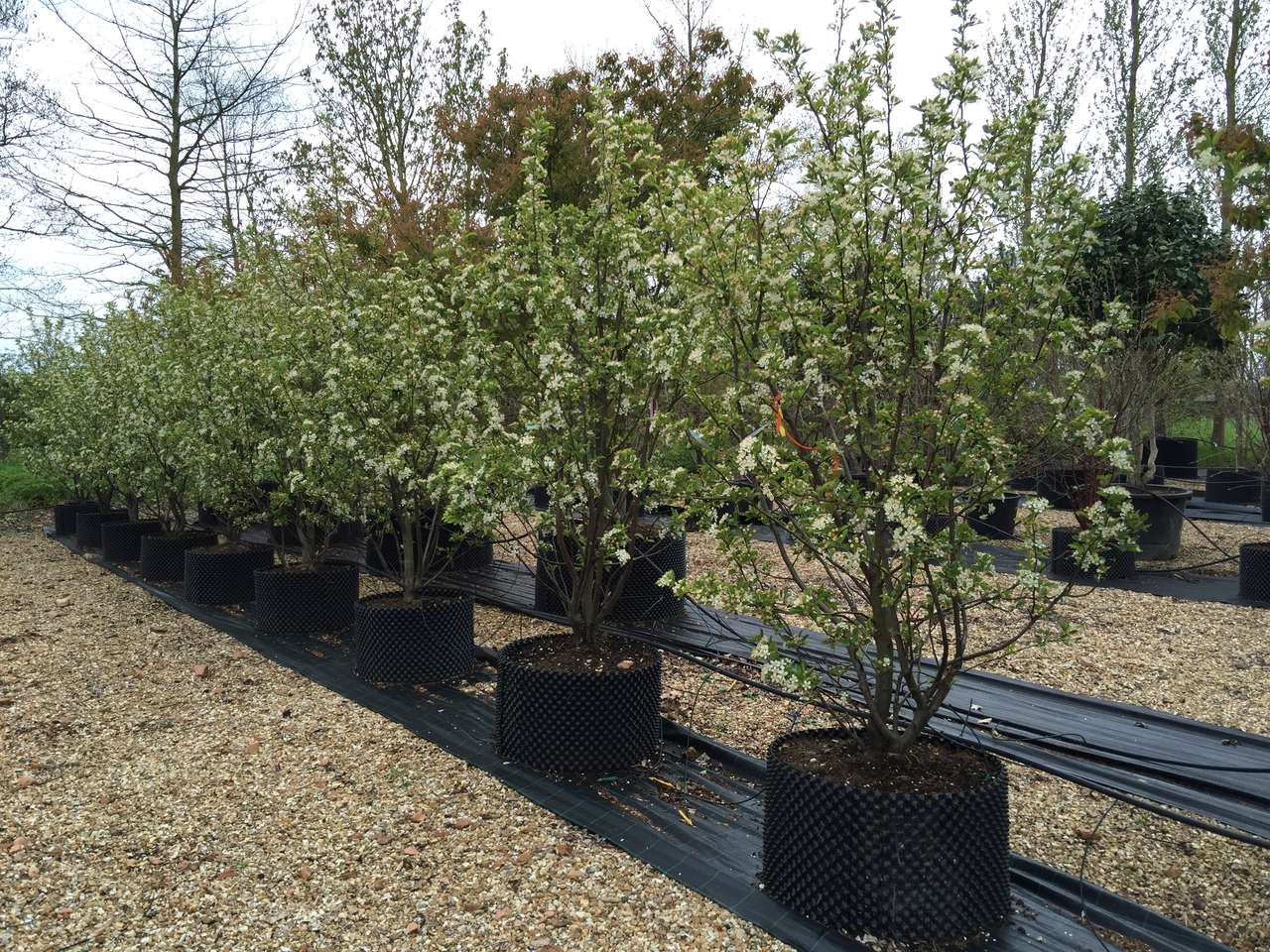 Malus Red Jewel - Red Jewel Crab Apple