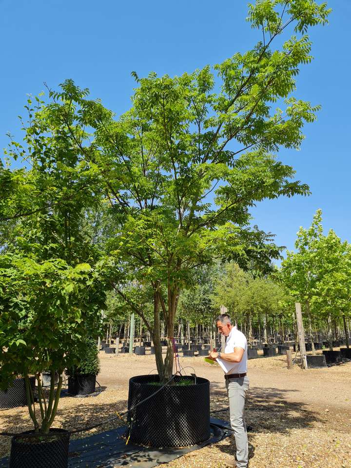 Phellodendron amurense - Amur Corktree