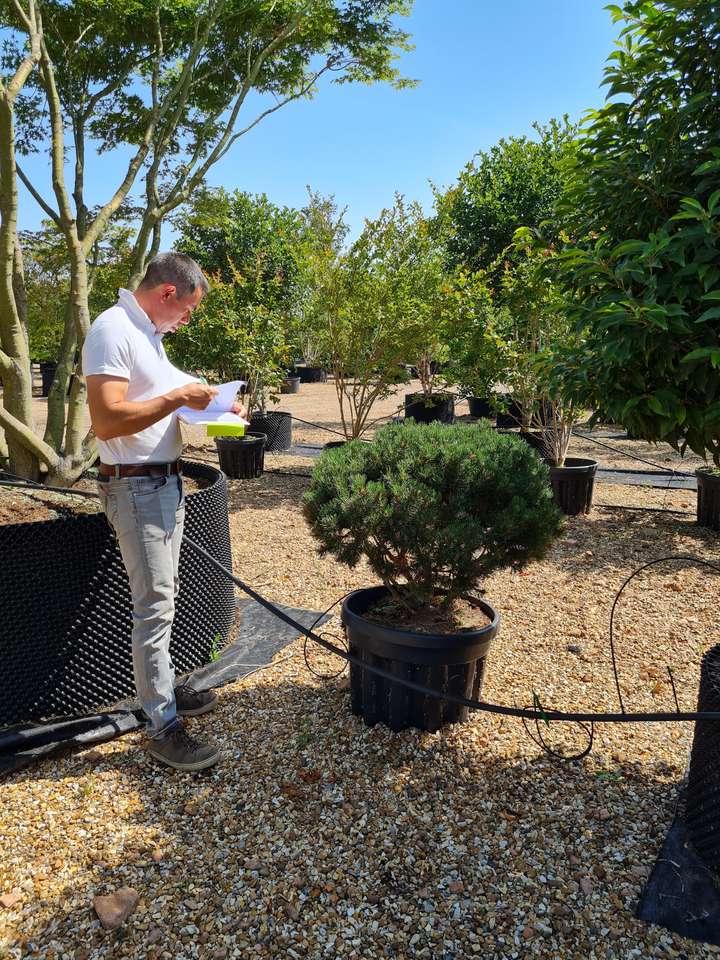 Pinus mugo Laurin - Dwarf Mountain Pine